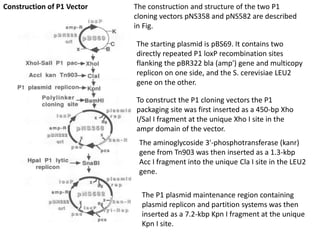 P1, mac and pac vector | PPTX