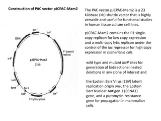 P1, mac and pac vector | PPT