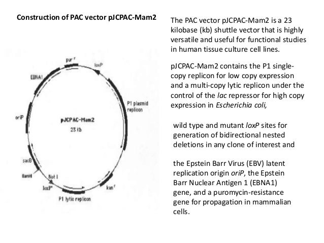 P1, mac and pac vector