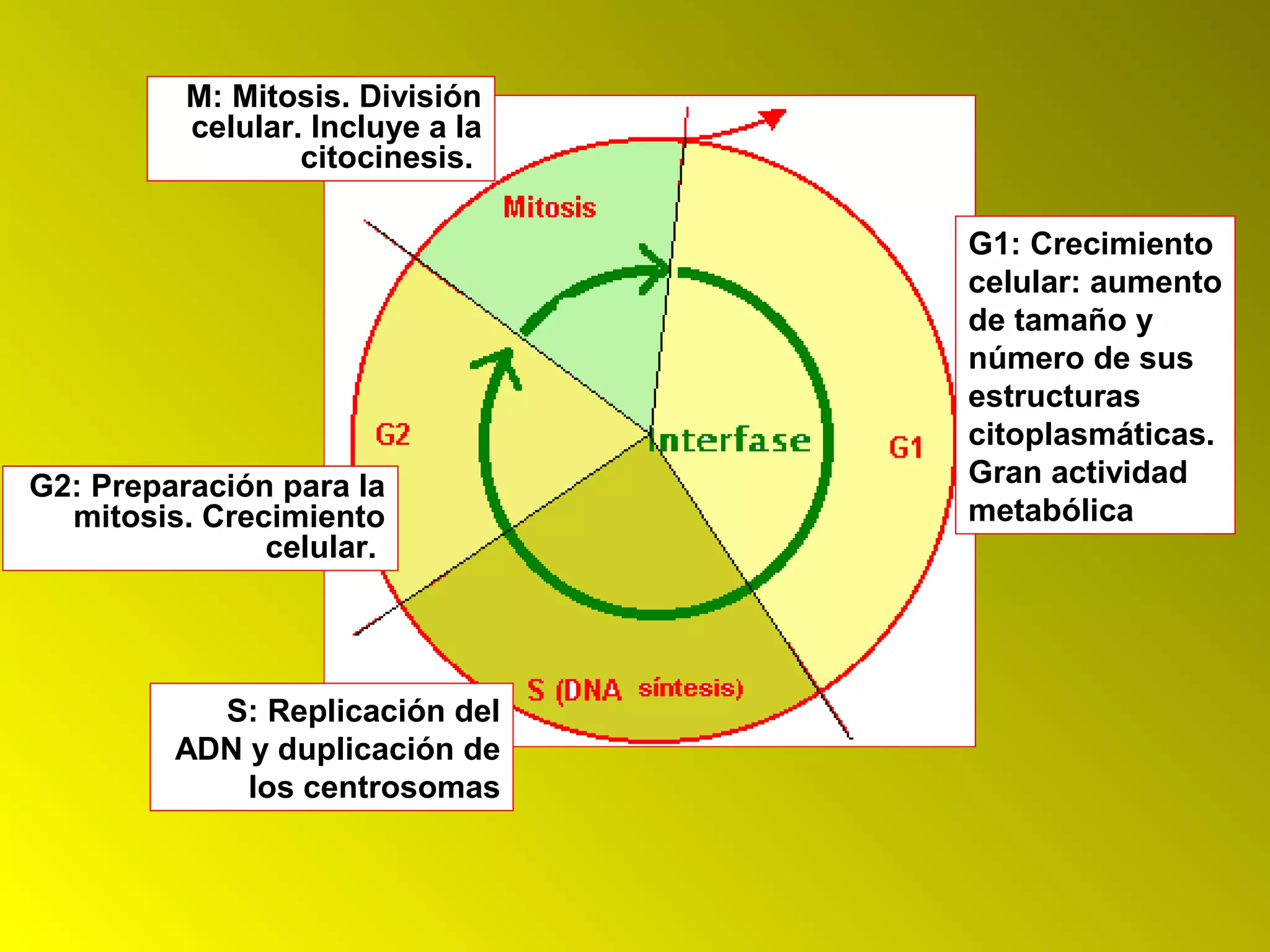 Ciclo celular y mitosis | PPT