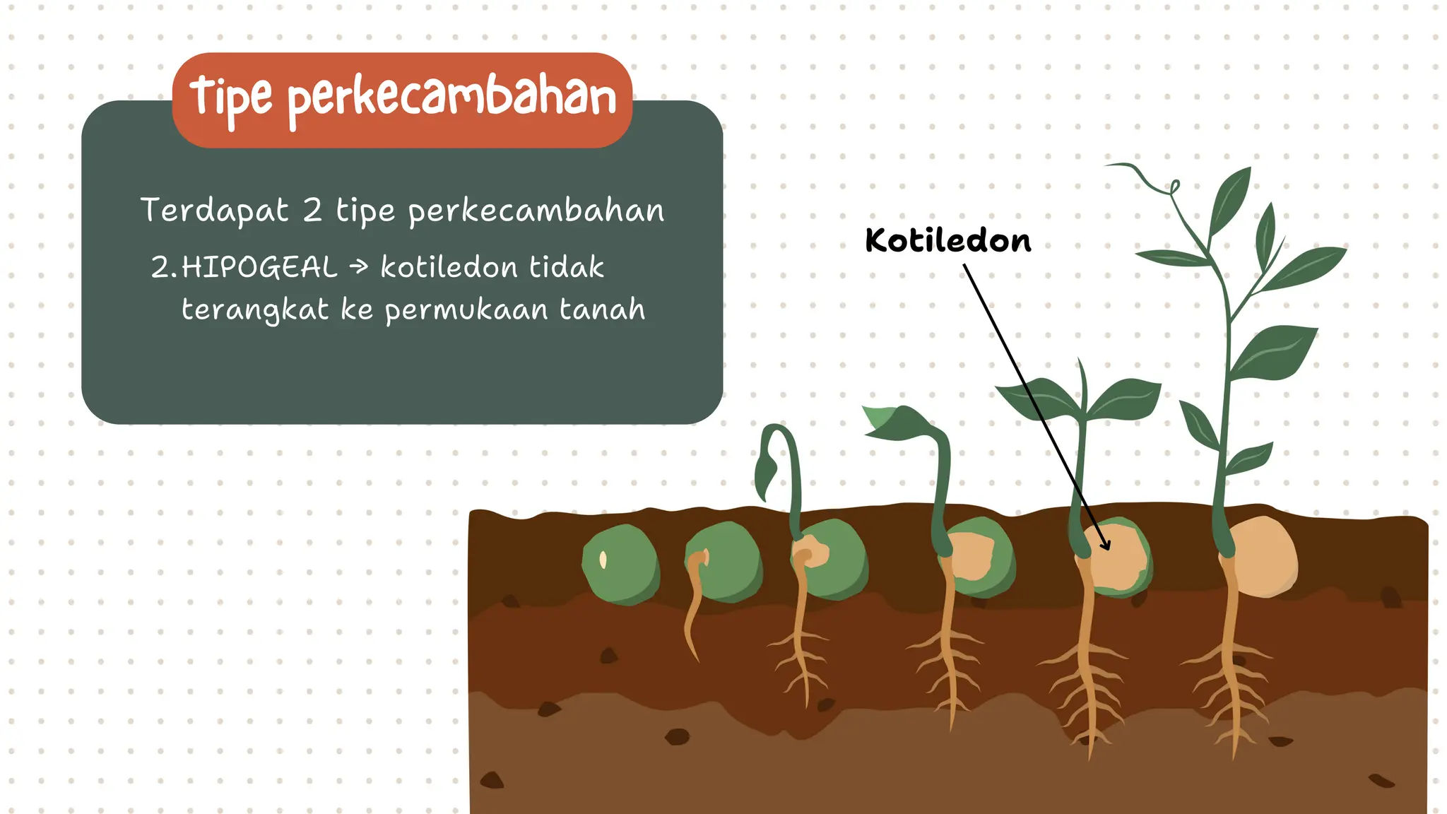 P1_PERKECAMBAHAN (SEED GERMINATION)_DJINGGA KLS 5.pdf
