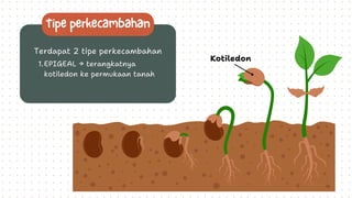 P1_PERKECAMBAHAN (SEED GERMINATION)_DJINGGA KLS 5.pdf