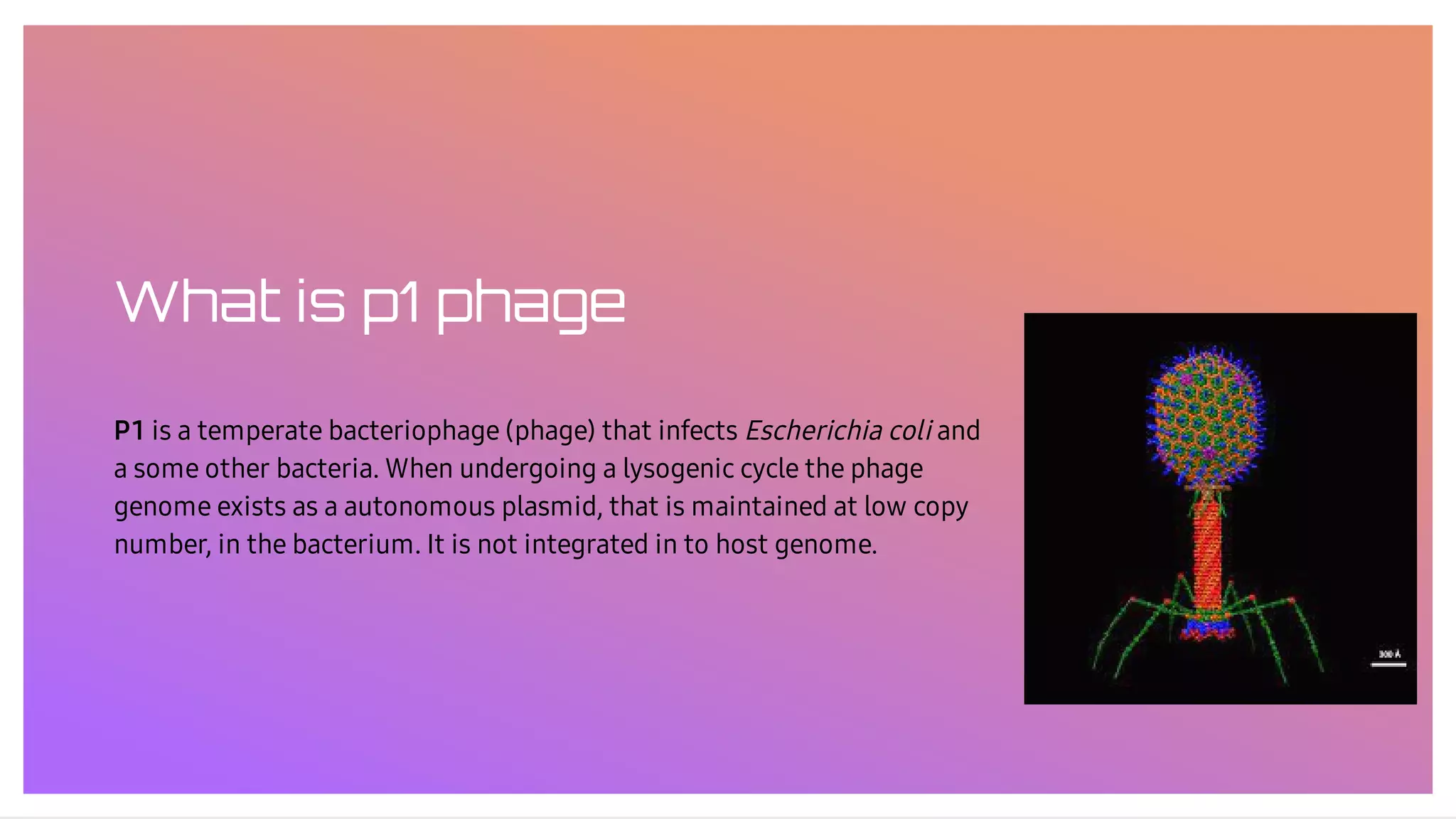 P1 phage .pdf