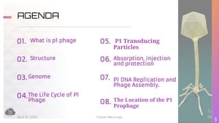 P1 phage .pdf