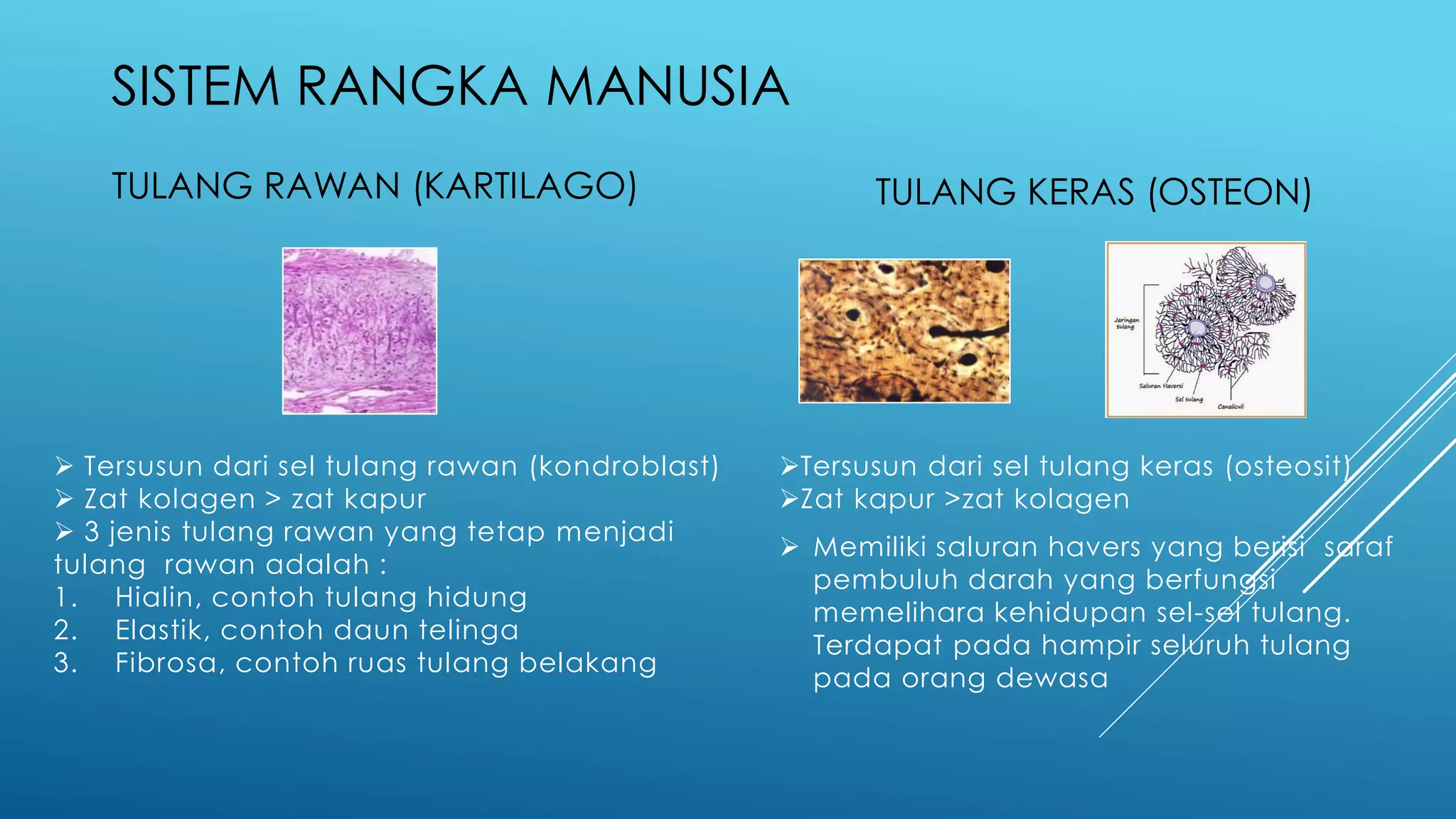 sistem gerak makhluk hidup (pertemuan 1) | PDF