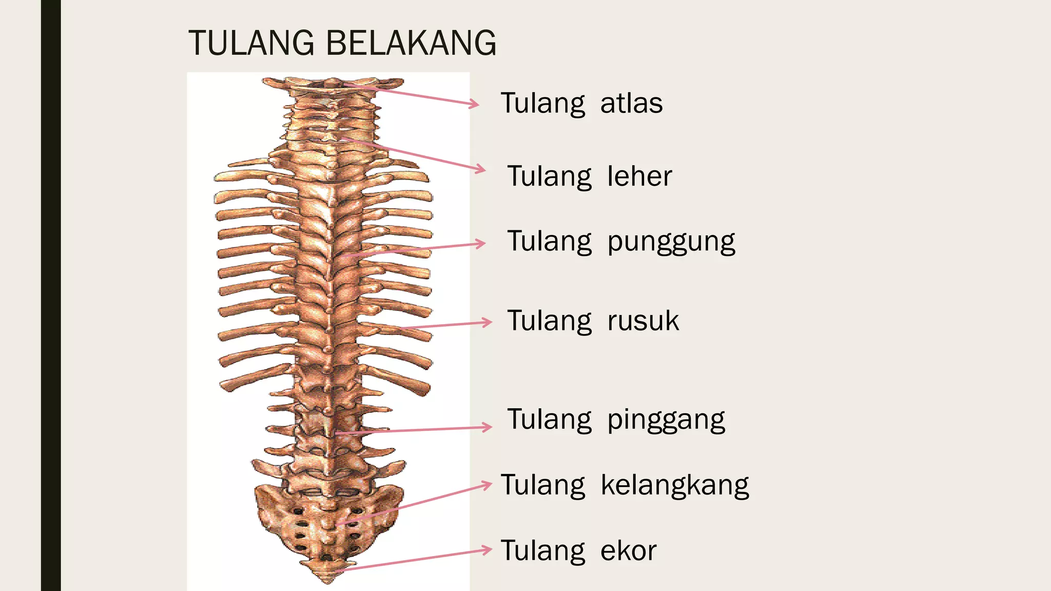 sistem gerak makhluk hidup (pertemuan 1) | PDF