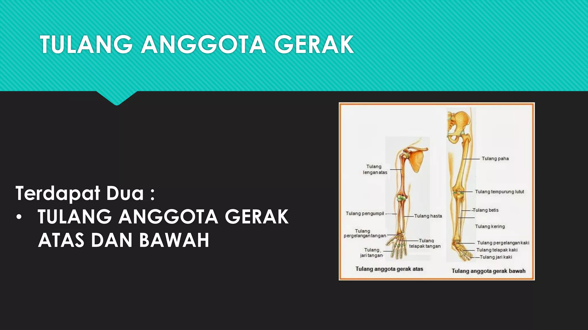 sistem gerak makhluk hidup (pertemuan 1) | PDF