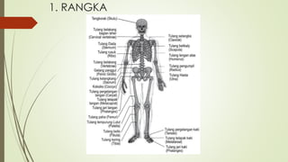 sistem gerak makhluk hidup (pertemuan 1) | PDF