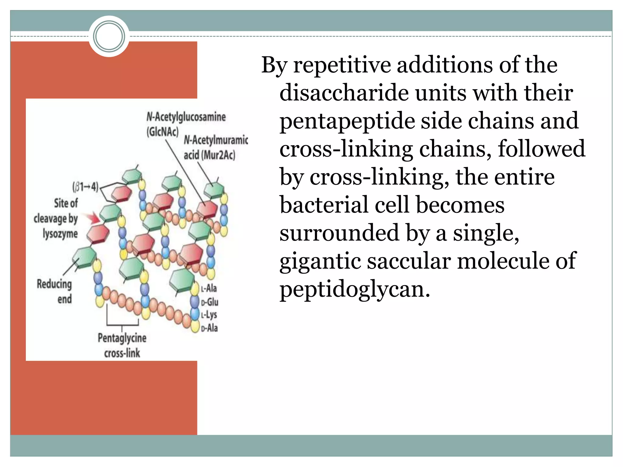 PEPTIDOGLYCAN SYNTHESIS IN BACTERIA.pptx