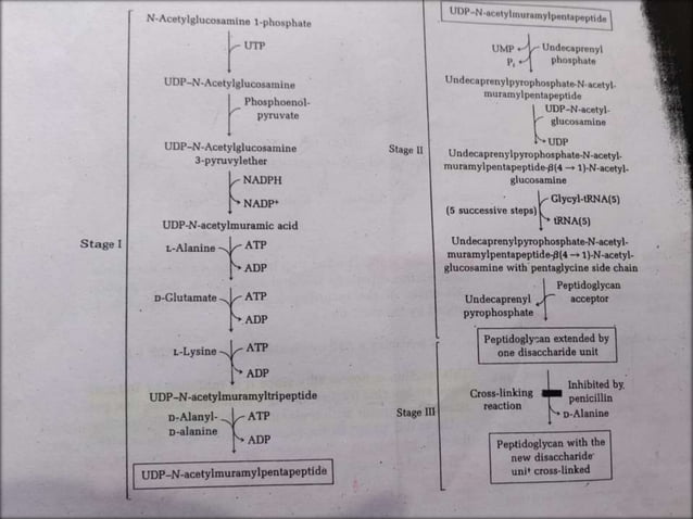 PEPTIDOGLYCAN SYNTHESIS IN BACTERIA.pptx | Chemistry | Science