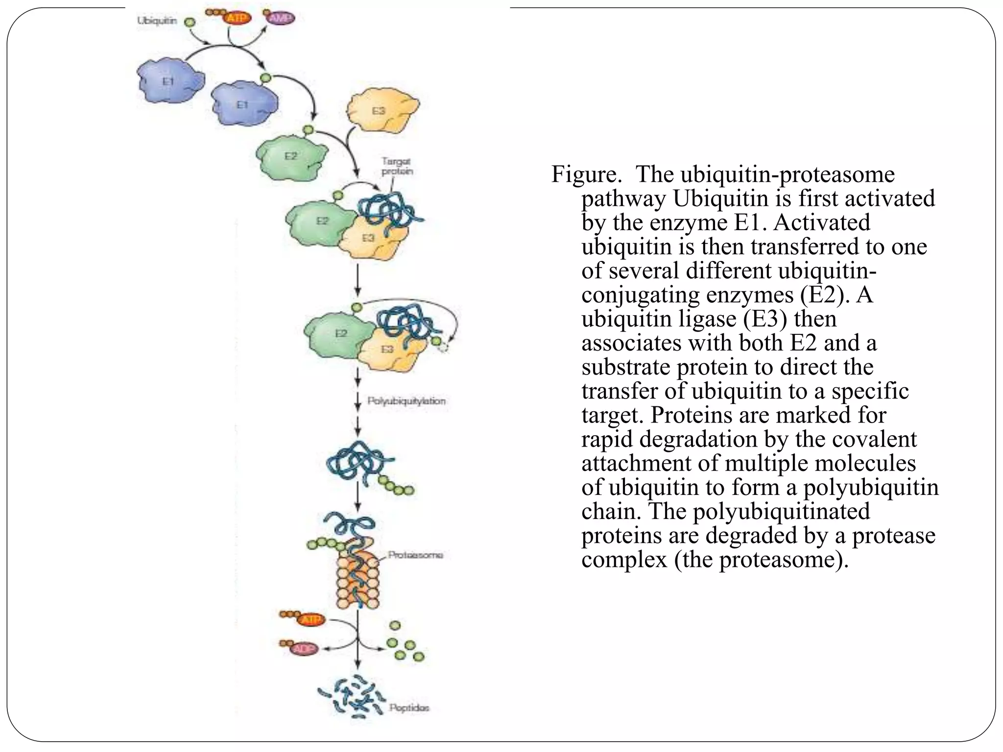 Ubiquitin proteasome pathway.pptx