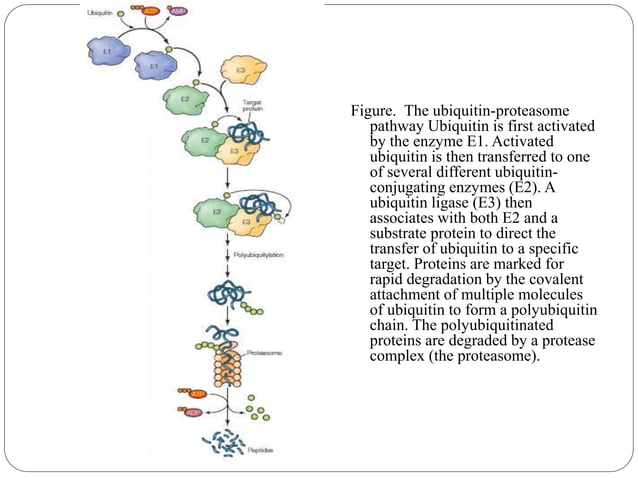 Ubiquitin proteasome pathway.pptx | Biological Sciences | Science