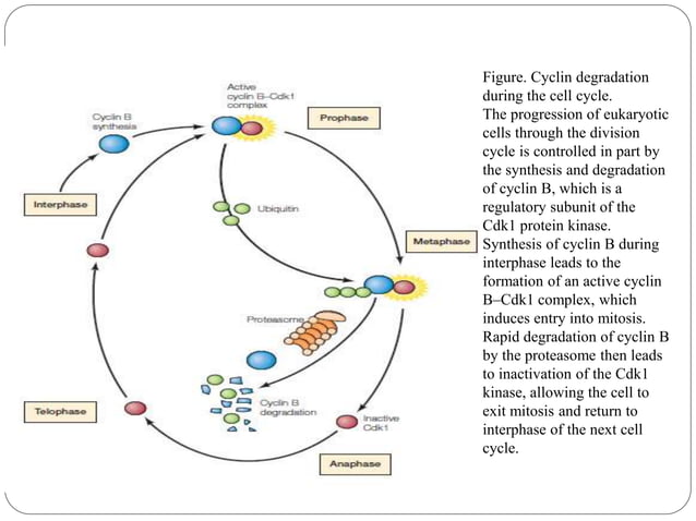 Ubiquitin proteasome pathway.pptx | Biological Sciences | Science