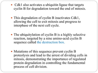 Ubiquitin proteasome pathway.pptx