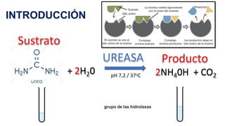 P2. ACTIVIDAD ENZIMATICA DE UREASA.pdf