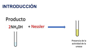 P2. ACTIVIDAD ENZIMATICA DE UREASA.pdf
