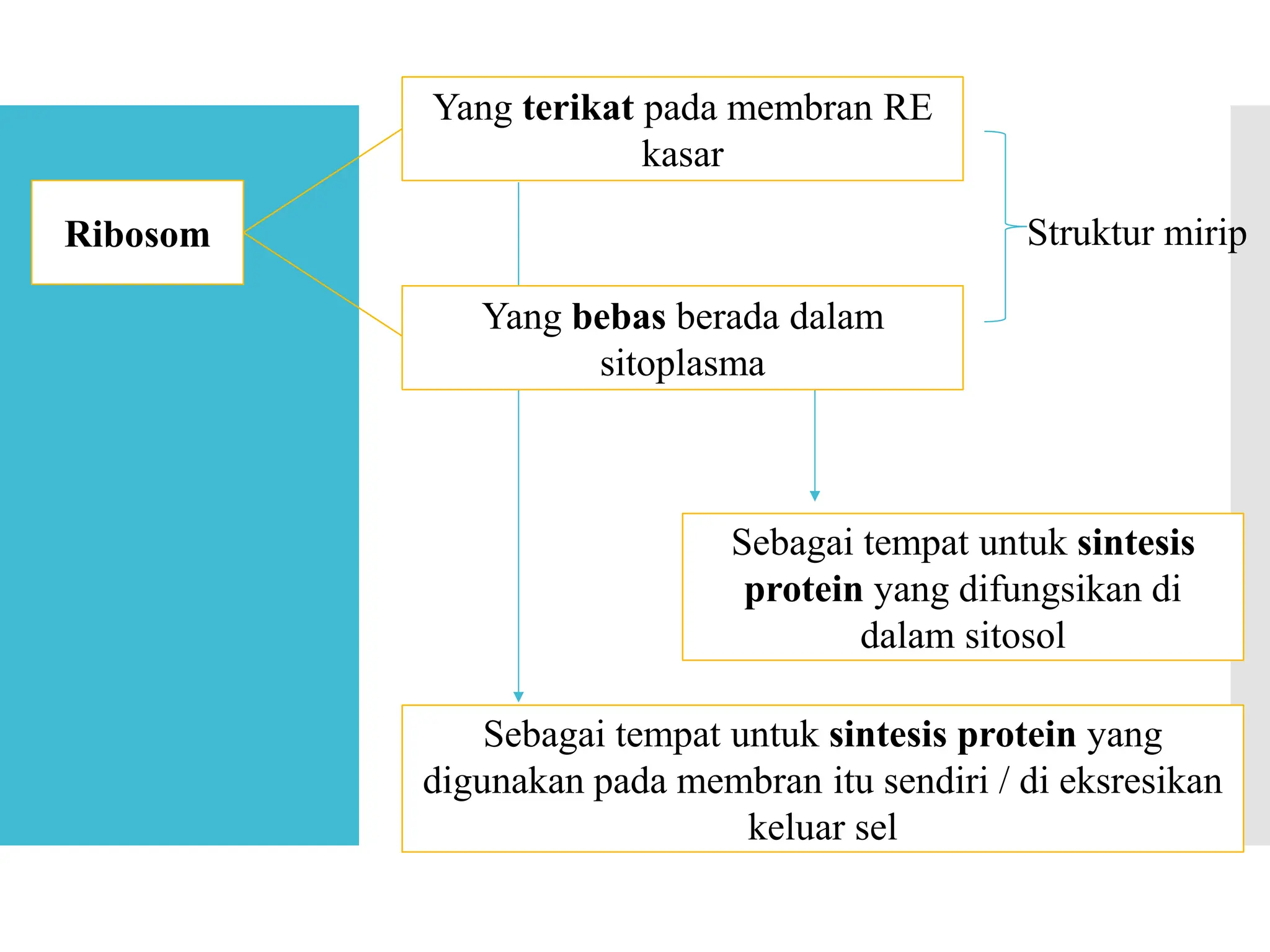 Ultrastruktur Sel pada Tanaman dan Hewan | PDF