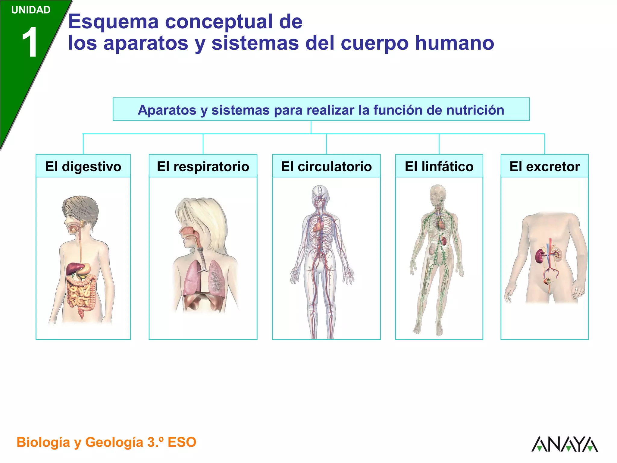 Diagrama De Los Sistemas Del Cuerpo Humano