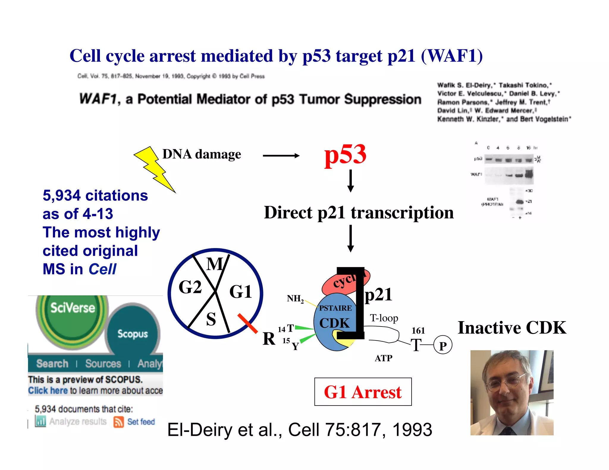 p21 mechanism slide | PDF