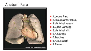 P2 dan P3 anatomi Fisiologi Sistem Respirasi.pptx