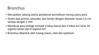 P2 dan P3 anatomi Fisiologi Sistem Respirasi.pptx