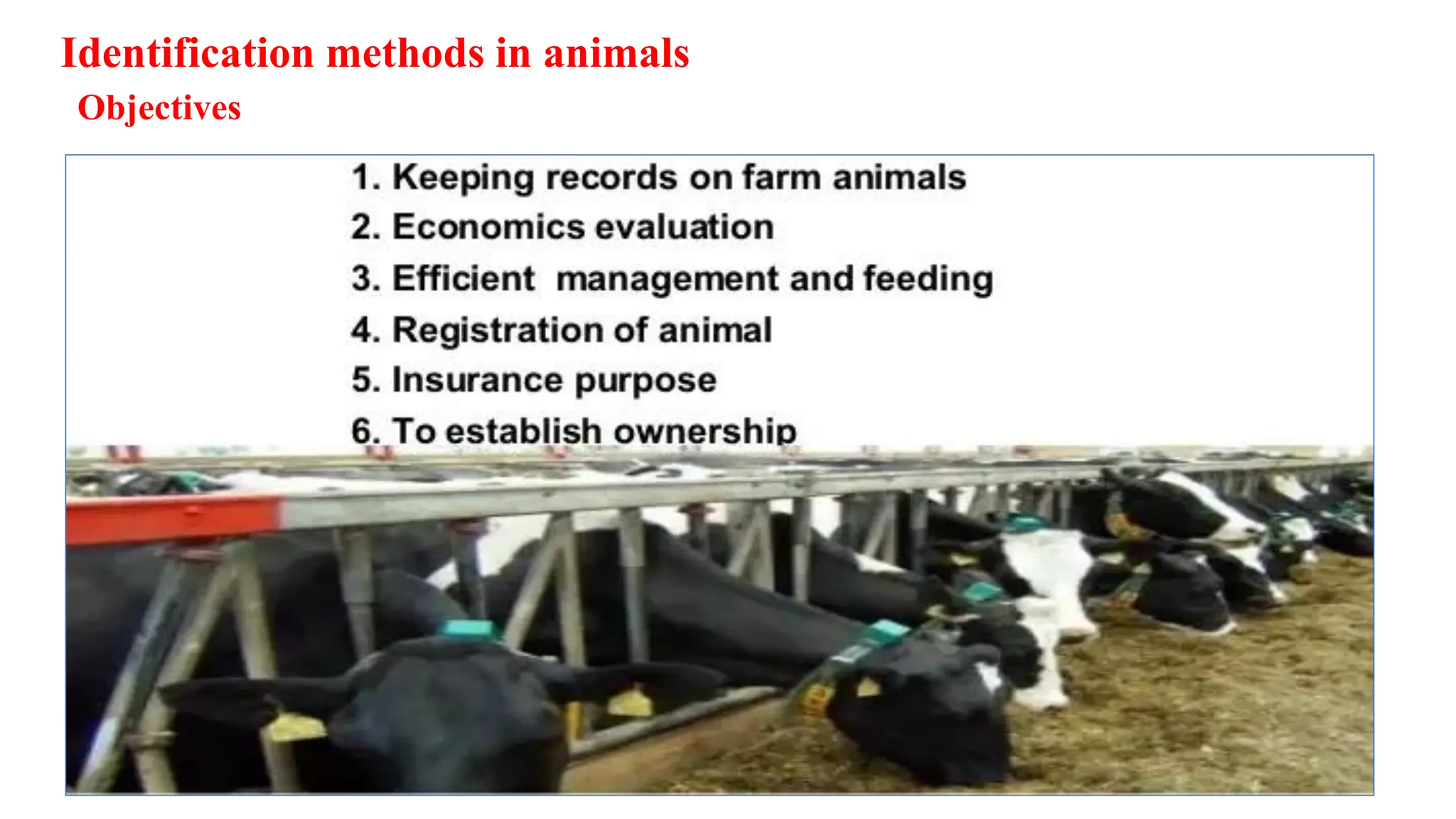 P2 Identification of Farm Animals_farmhhhh | PDF