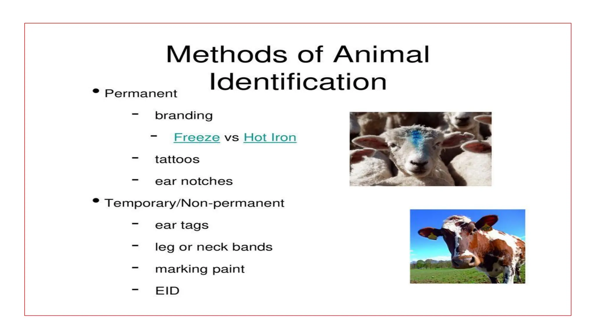 P2 Identification of Farm Animals_farmhhhh | PDF