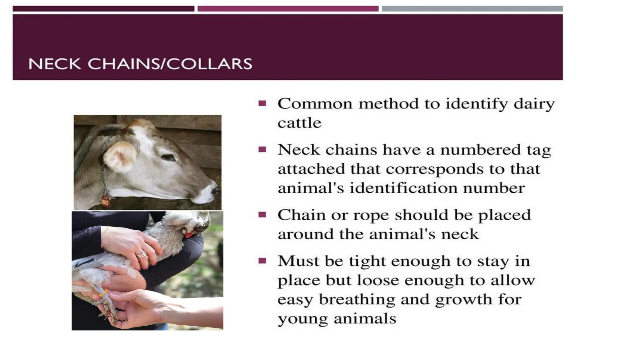 P2 Identification of Farm Animals_farmhhhh | PDF