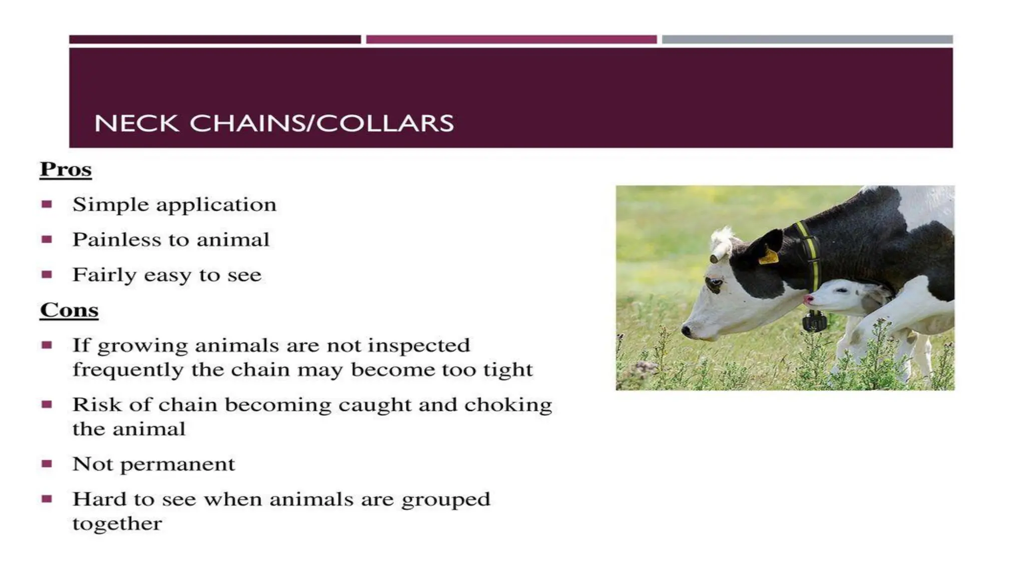 P2 Identification of Farm Animals_farmhhhh | PDF