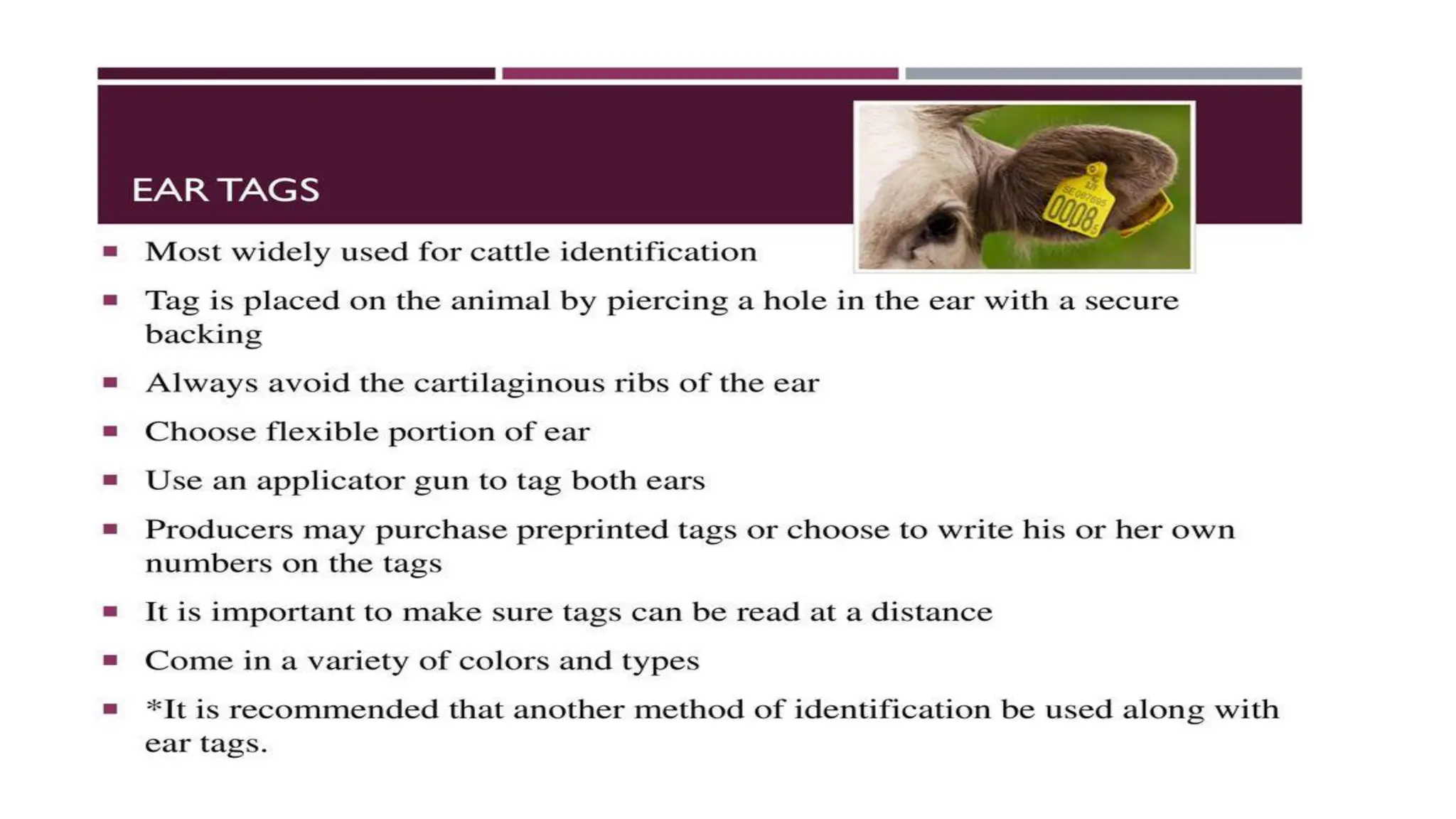 P2 Identification of Farm Animals_farmhhhh | PDF