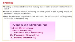 P2 Identification of Farm Animals_farmhhhh | PDF