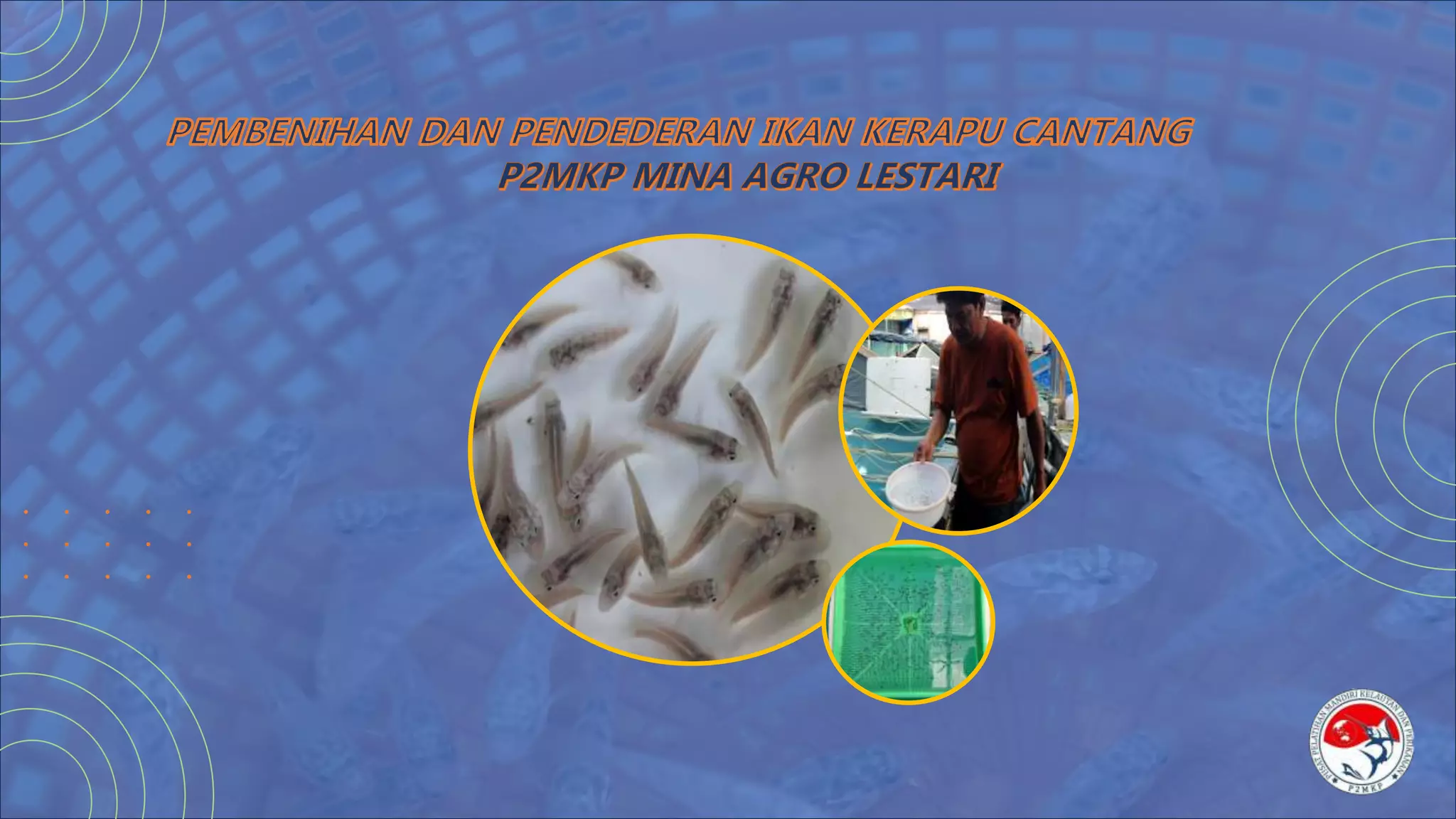 p2mkp ppt pembenihan dan pendederan ikan kerapu cantang new.pptx