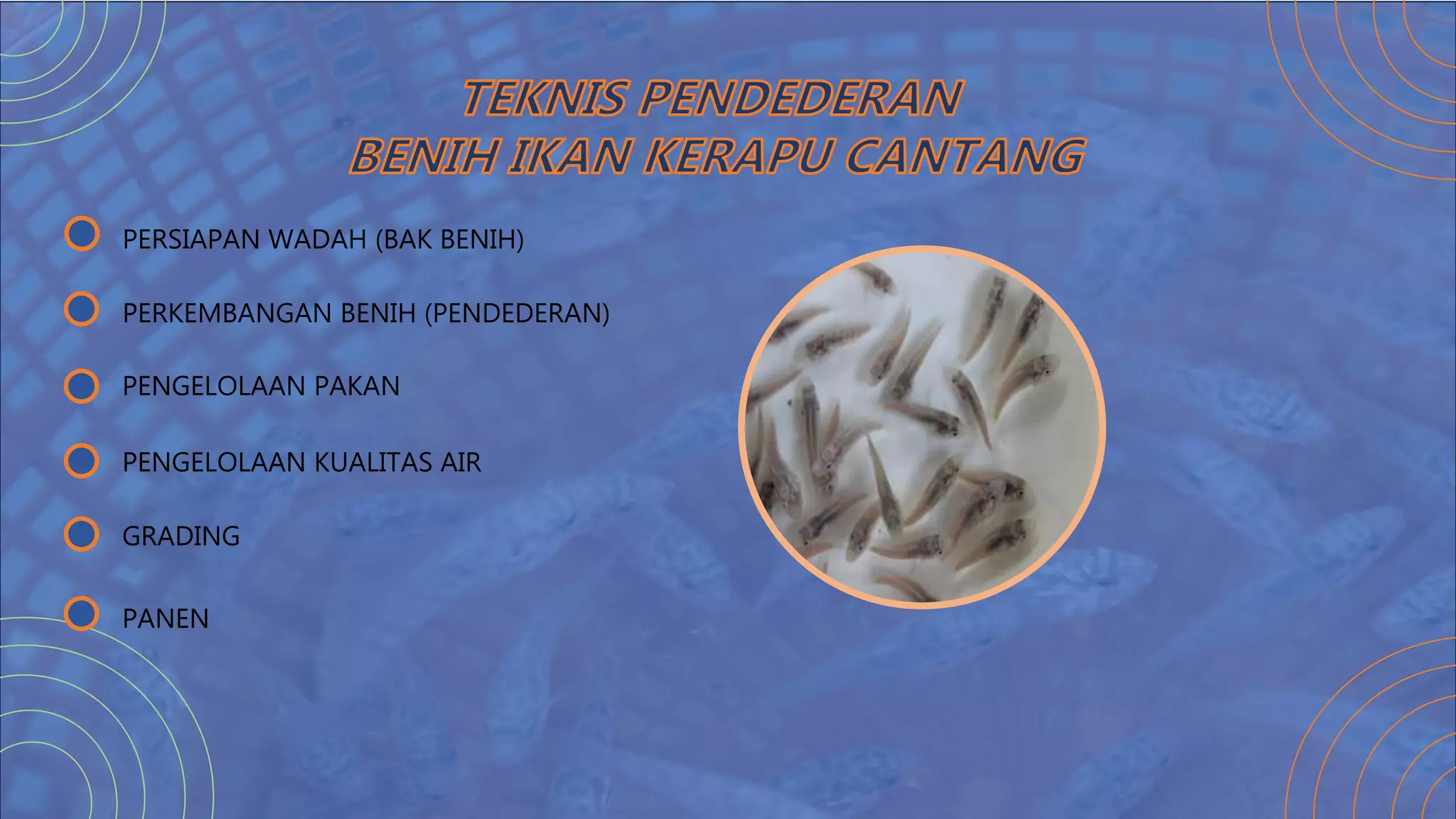 p2mkp ppt pembenihan dan pendederan ikan kerapu cantang new.pptx