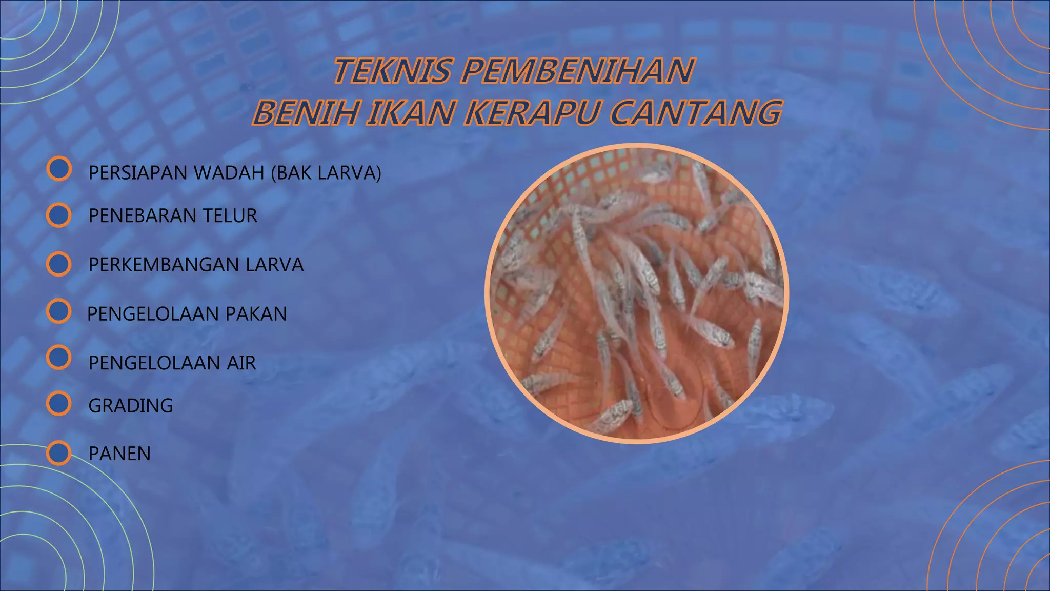 p2mkp ppt pembenihan dan pendederan ikan kerapu cantang new.pptx