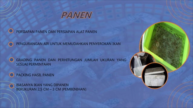 p2mkp ppt pembenihan dan pendederan ikan kerapu cantang new.pptx