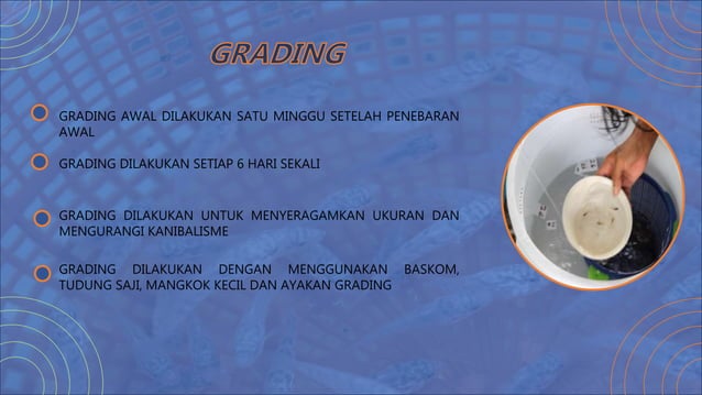 p2mkp ppt pembenihan dan pendederan ikan kerapu cantang new.pptx