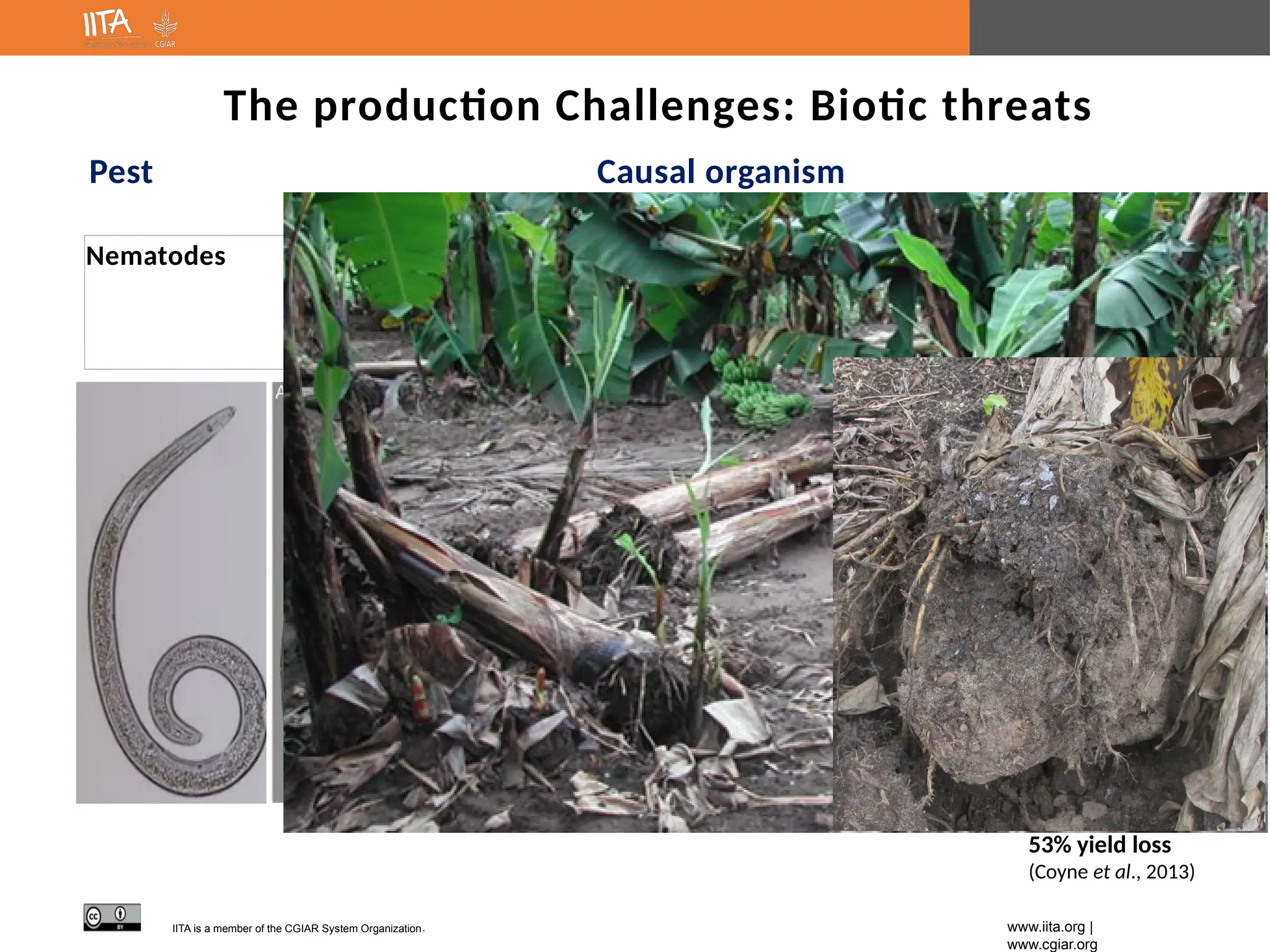 Plantain (Musa, Abb) Pests And Disease Management | PPTX