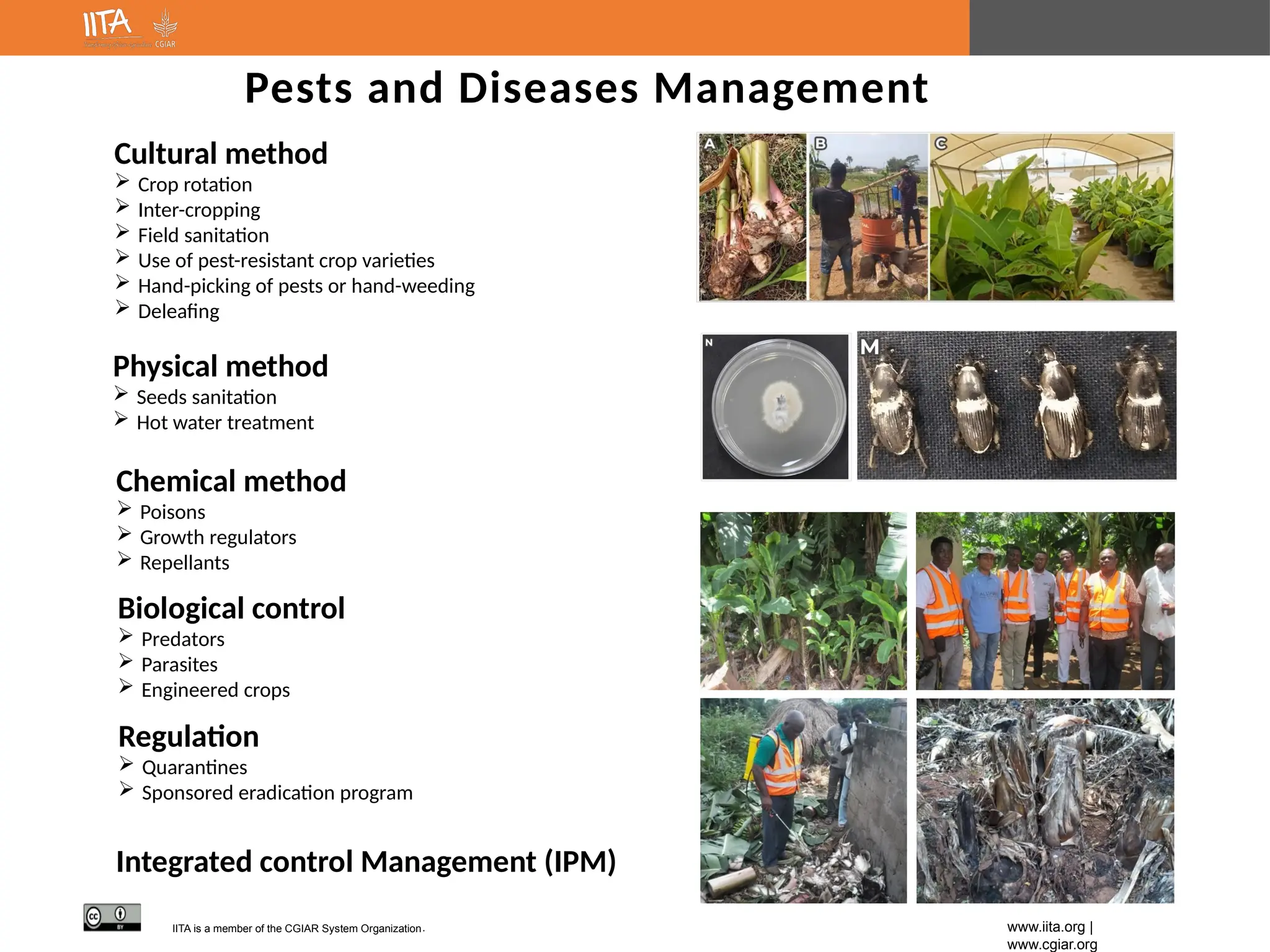 Plantain (Musa, Abb) Pests And Disease Management | PPTX