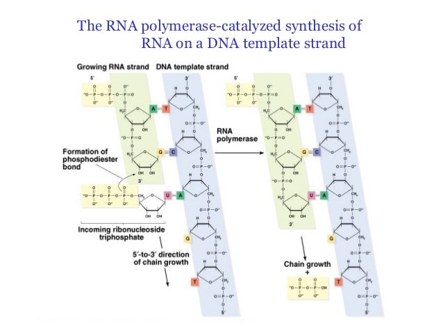 Biochemistry transcription (RNA biosynsthesis)