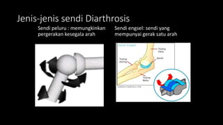 sistem gerak makhluk hidup (pertemuan 2) | PPT