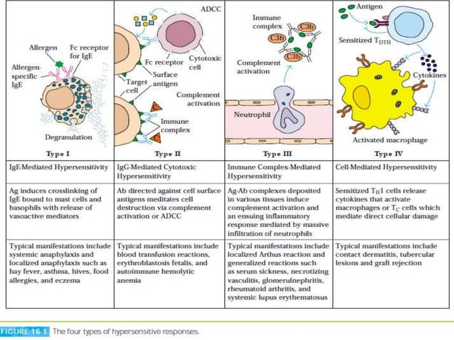 Hypersensitivity types.pptx | Allergies | Diseases and Conditions