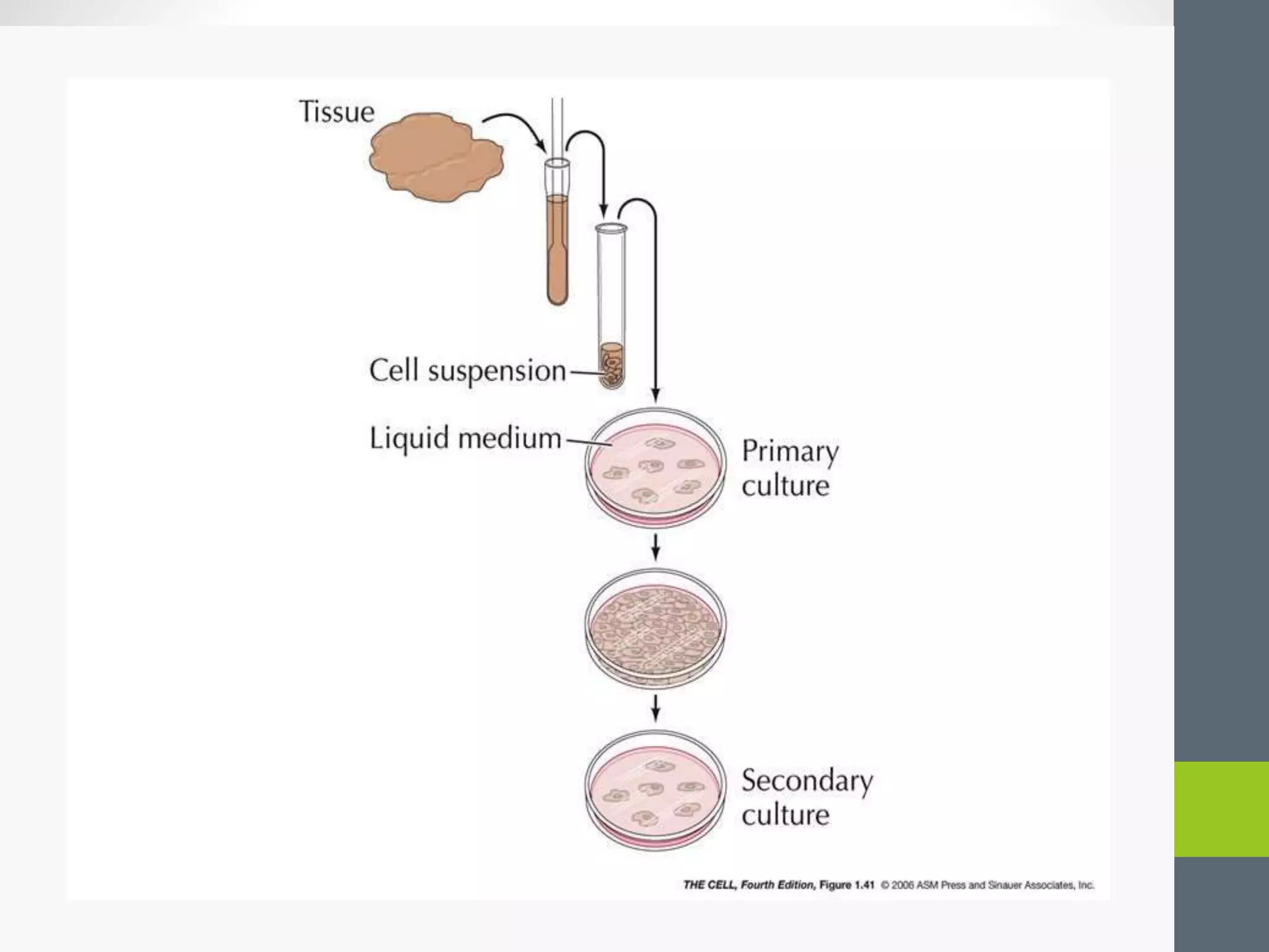 Secondary culture.pptx