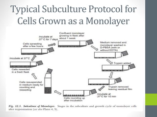 Secondary culture.pptx
