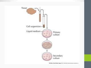 Secondary culture.pptx