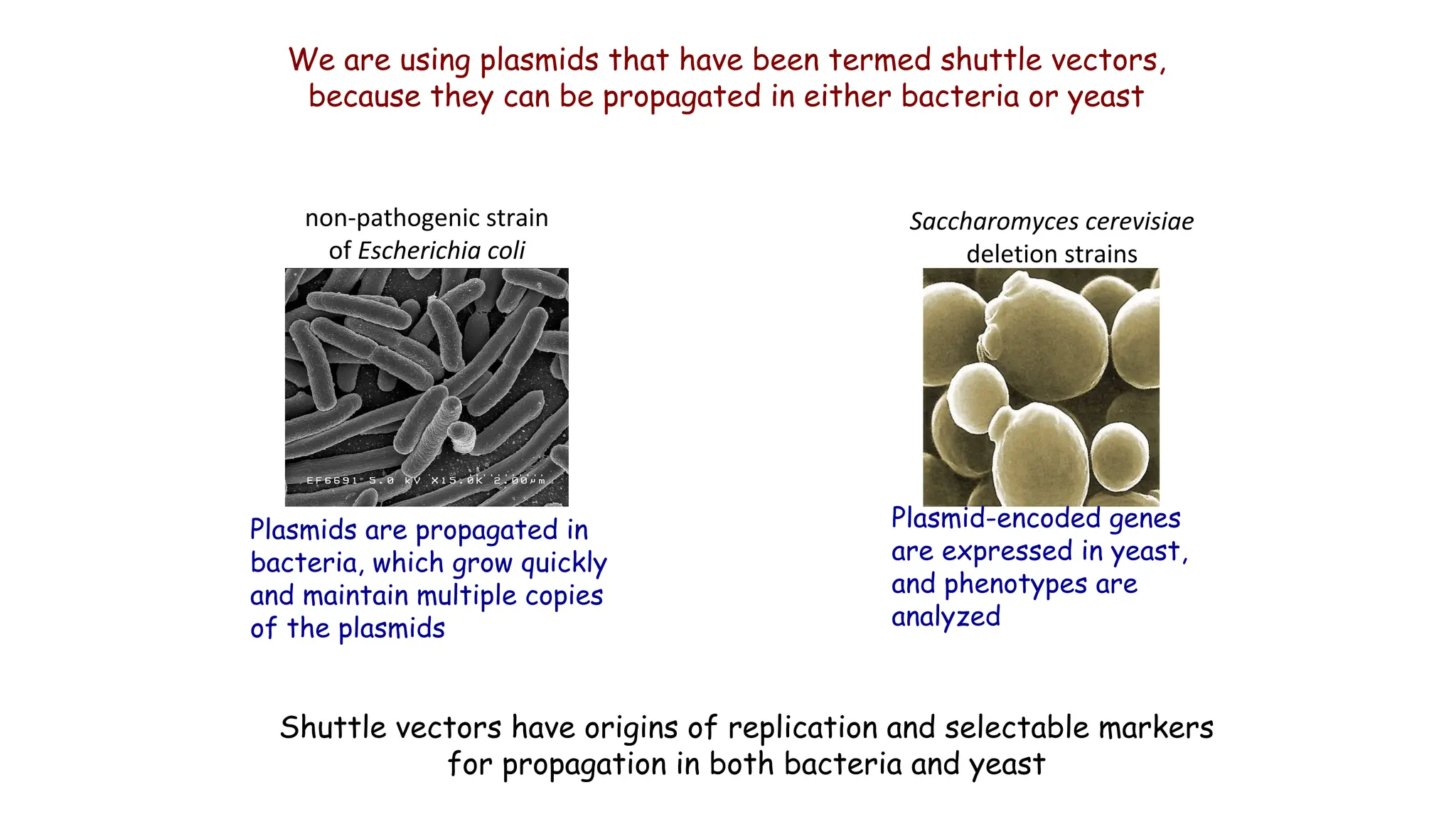 VEKTOR PLASMID, CHARACTERISTICS PLASMID, AND FUNGSI | PPT