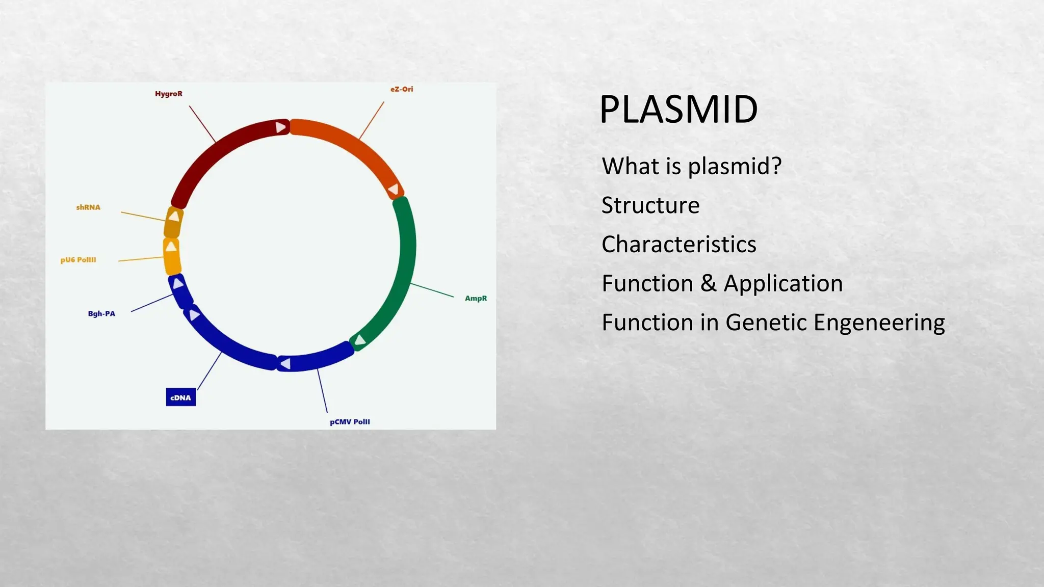 VEKTOR PLASMID, CHARACTERISTICS PLASMID, AND FUNGSI | PPT | Free Download