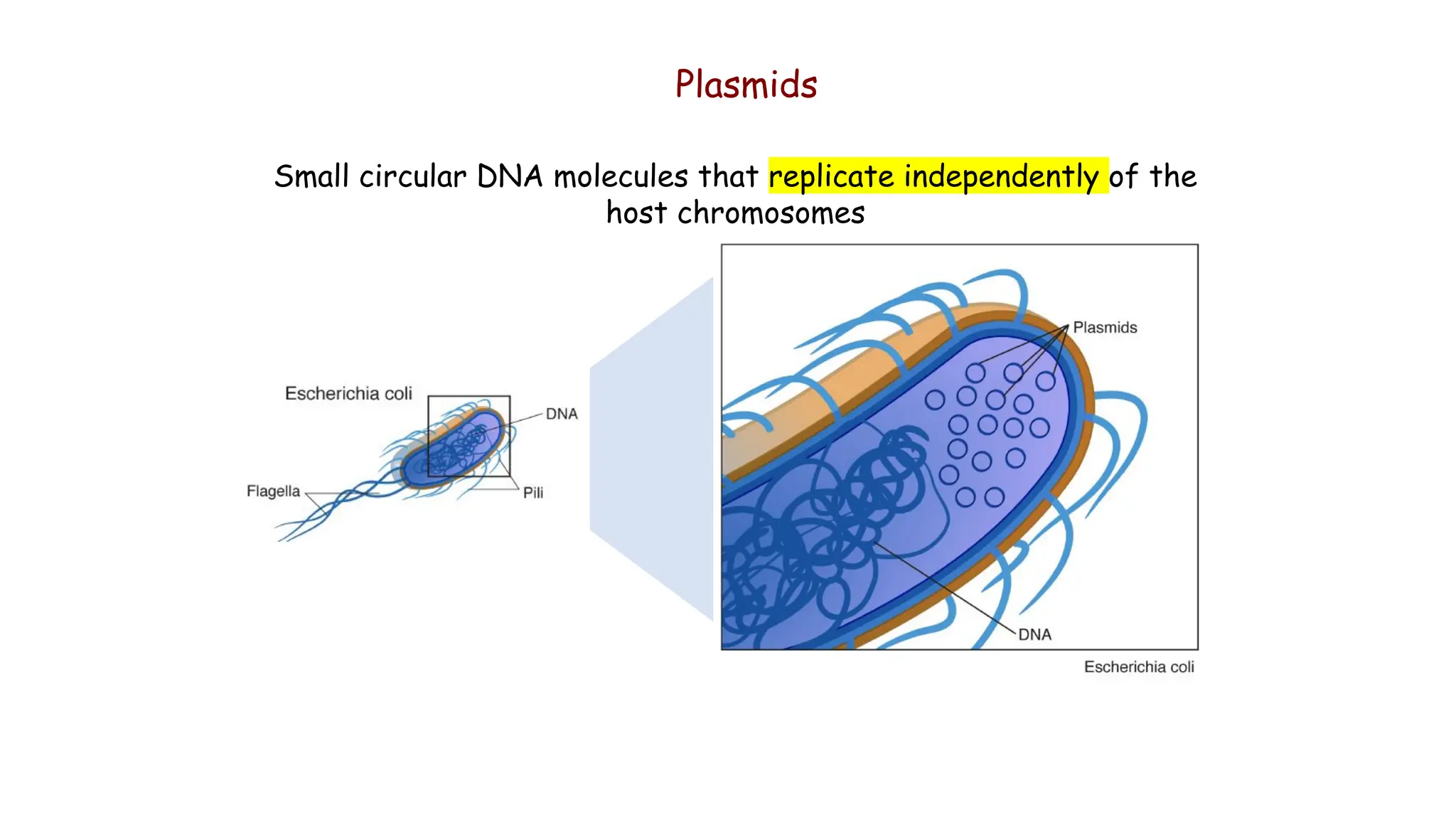 VEKTOR PLASMID, CHARACTERISTICS PLASMID, AND FUNGSI | PDF