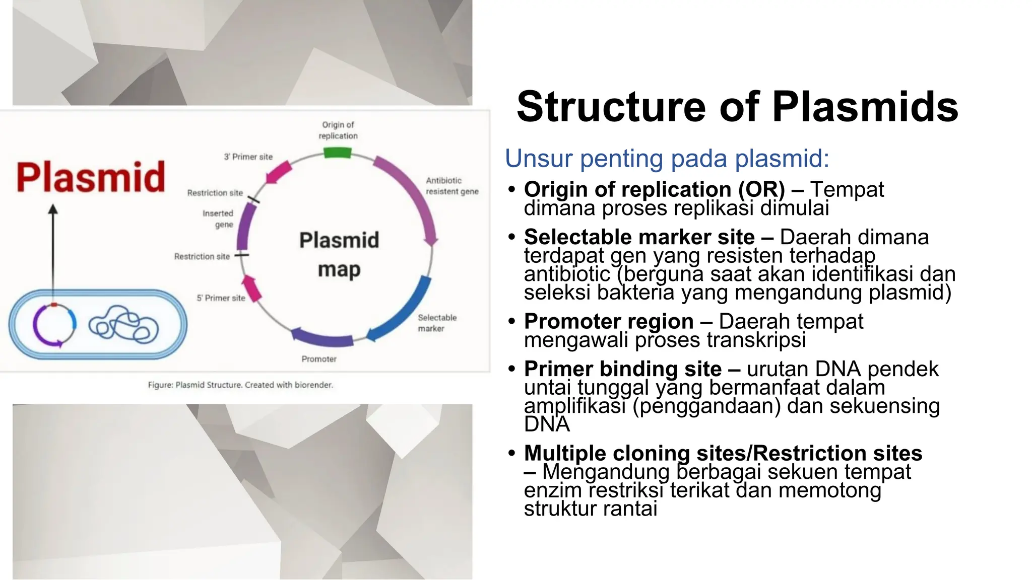 VEKTOR PLASMID, CHARACTERISTICS PLASMID, AND FUNGSI | PPT