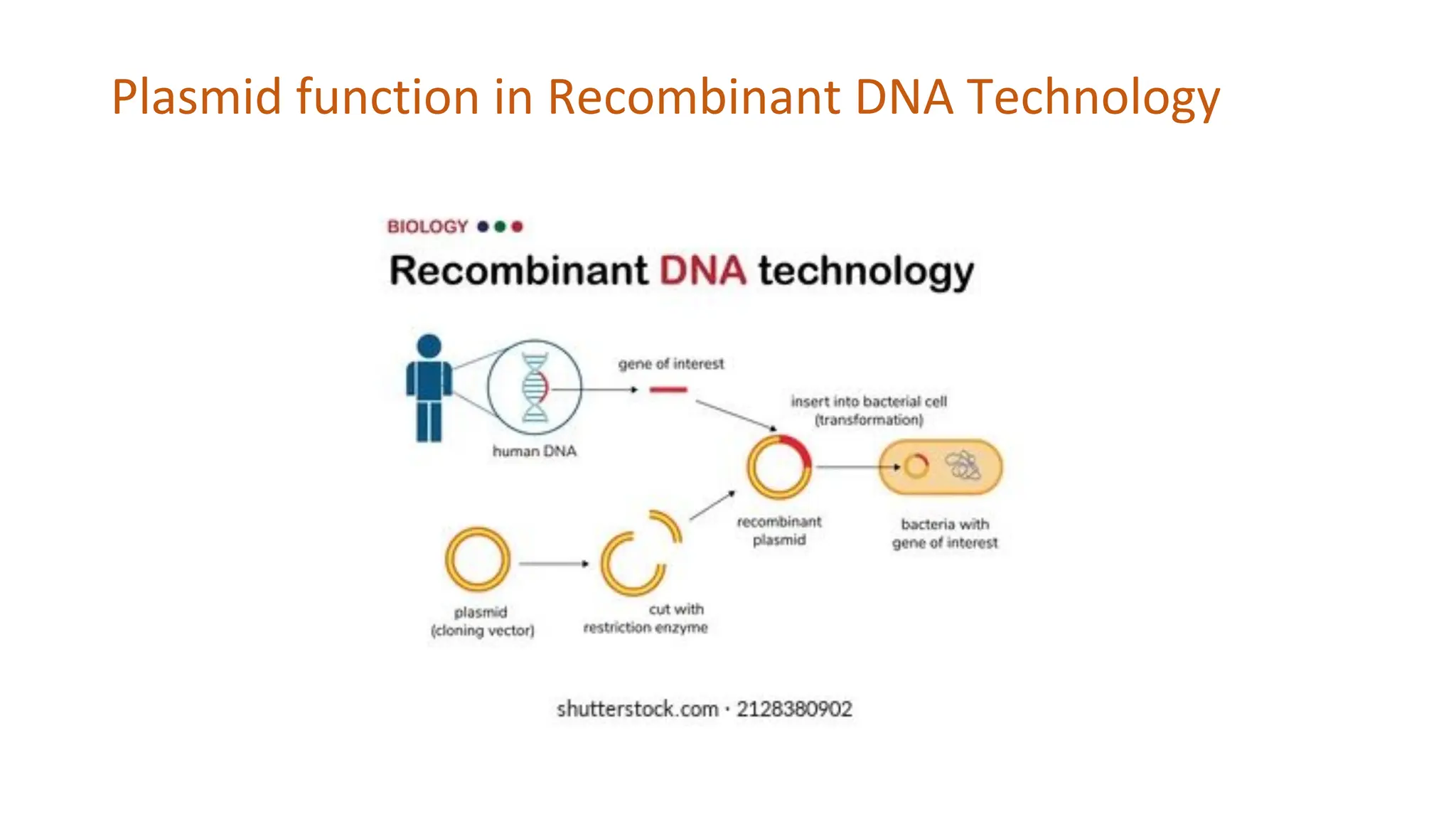 VEKTOR PLASMID, CHARACTERISTICS PLASMID, AND FUNGSI | PPT