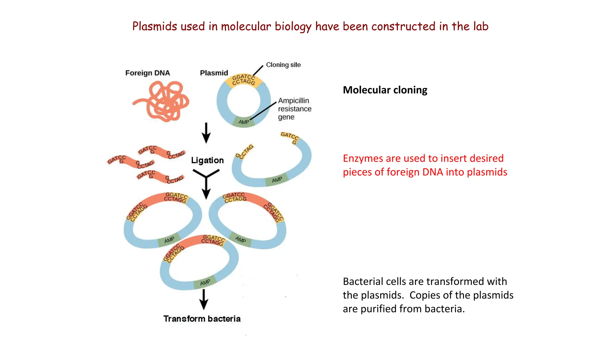 VEKTOR PLASMID, CHARACTERISTICS PLASMID, AND FUNGSI | PPT